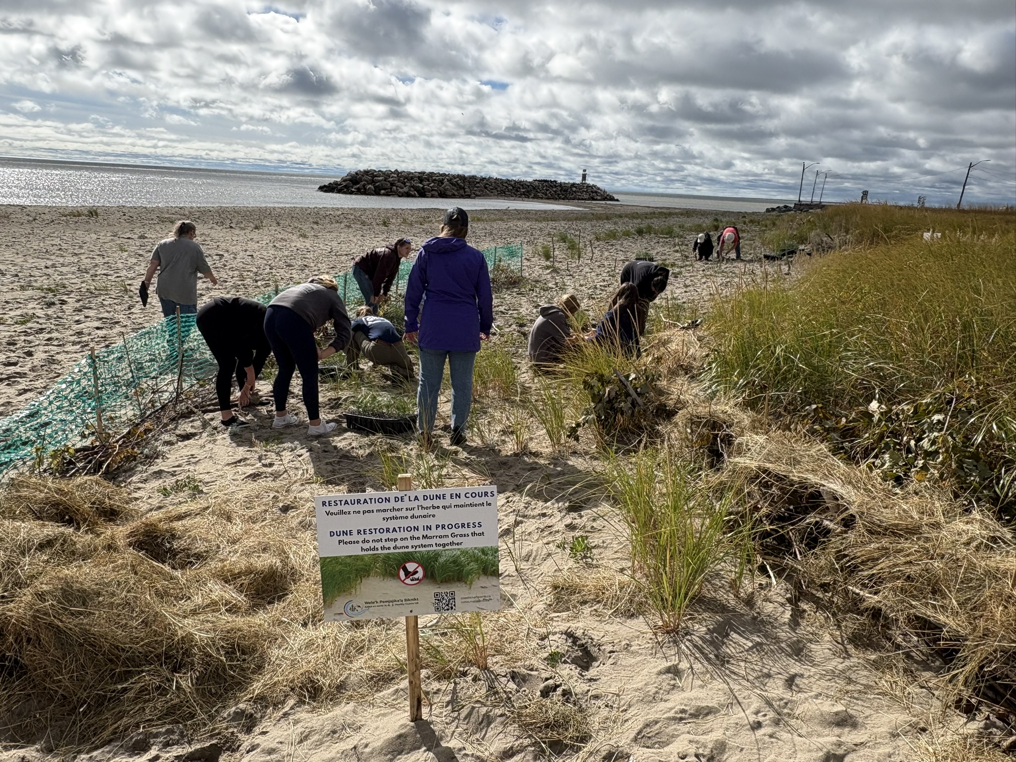 Planting Marram Grass to Restore the Gulf of Saint Lawrence’s Coastal ...